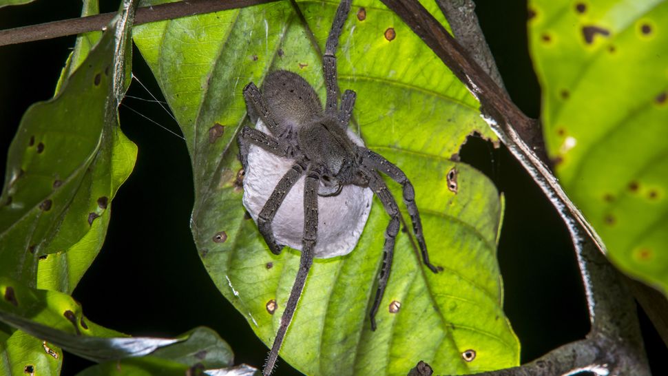 Brazilian wandering spiders: Bites & other facts | Live Science
