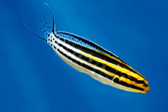 Fanged Fish Drugs Attackers with Heroin-Like Venom | Live Science