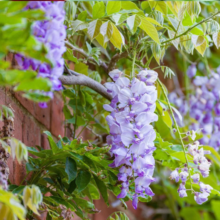 How to train wisteria on walls, pergolas, and garden arches | Ideal Home