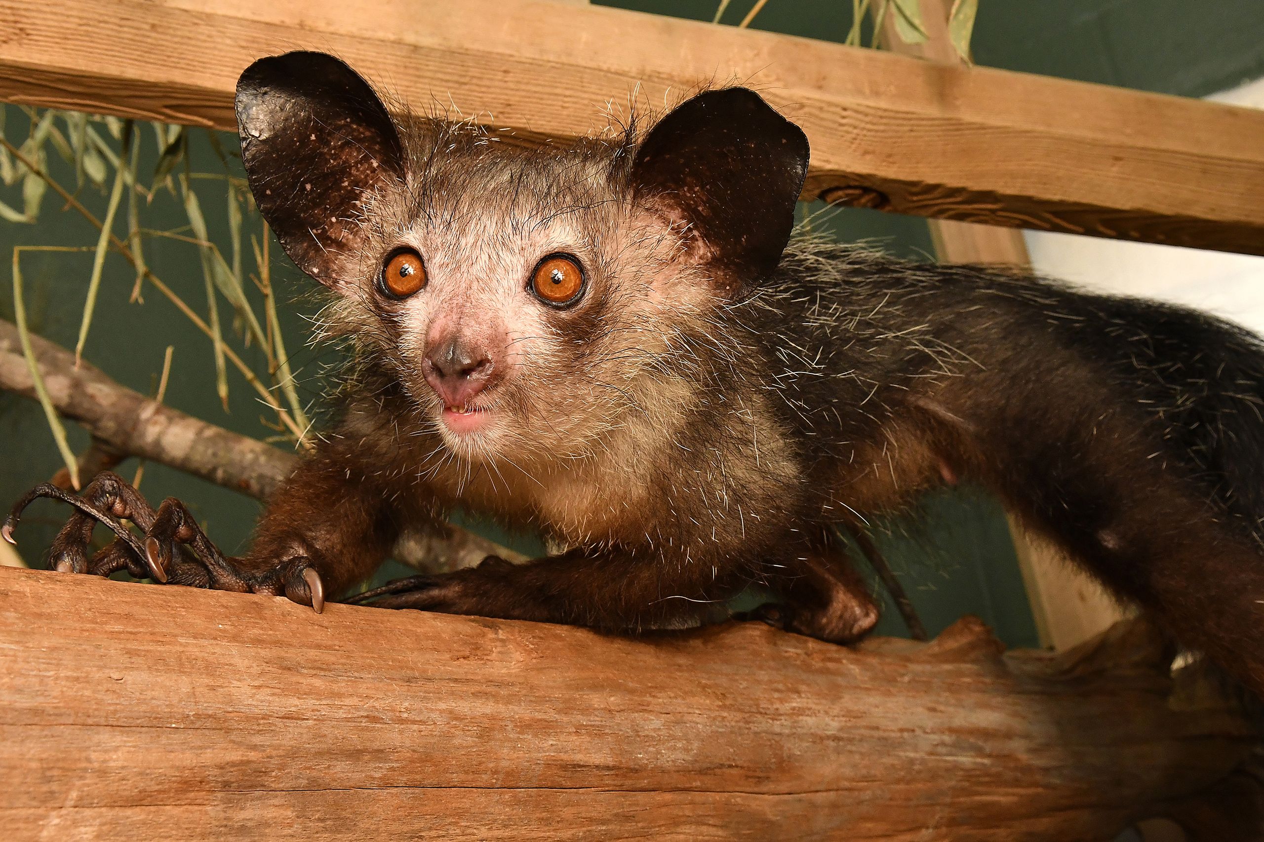 'Cursed' Primate Weirdos Have Extra Thumbs. Scientists Didn't Know ...