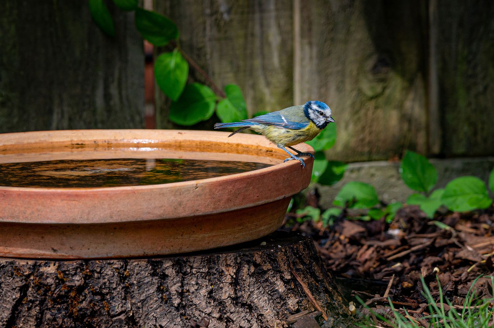 Tree stump ideas: 10 creative designs for your yard | Homes and Gardens