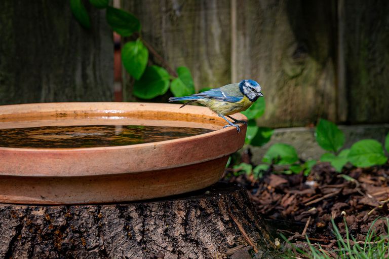 Tree stump ideas: 10 creative designs for your yard | Homes and Gardens