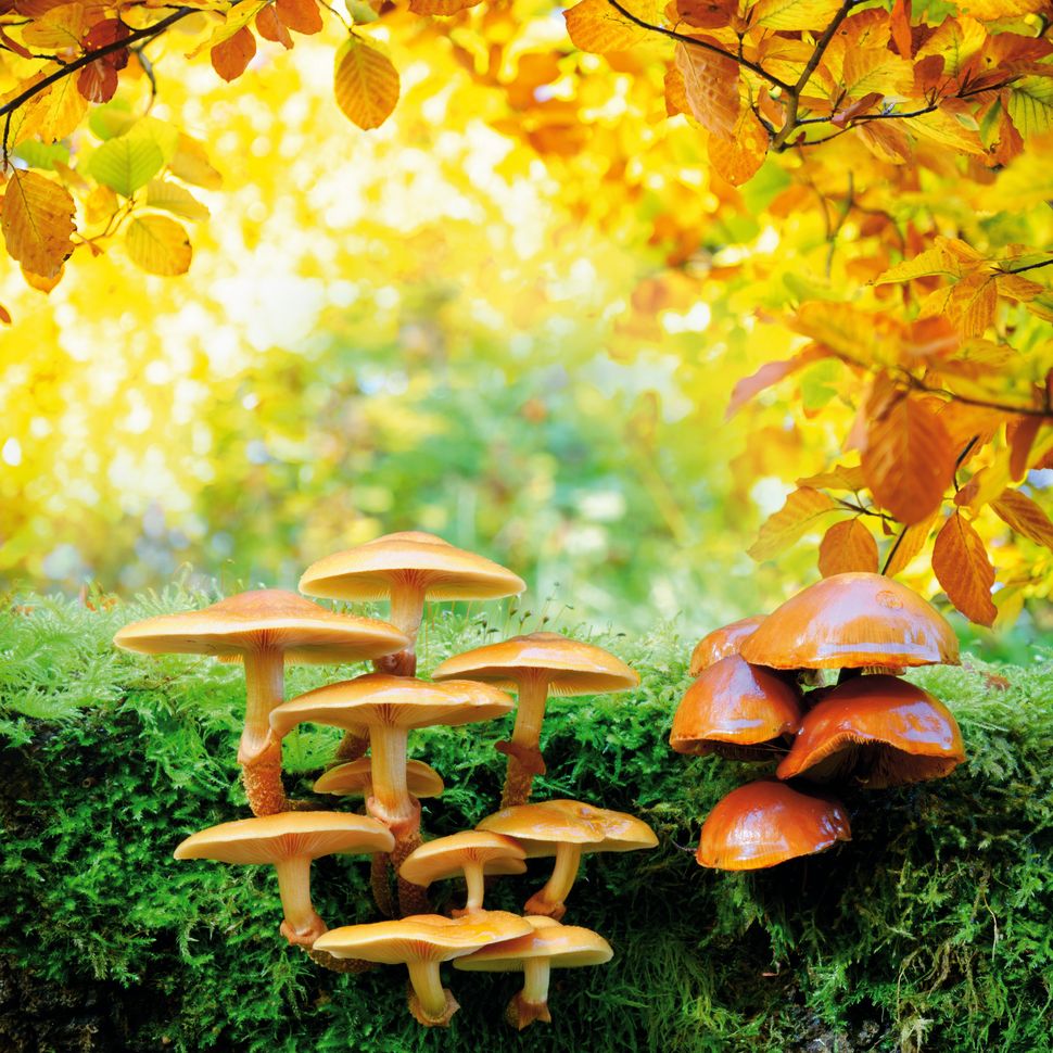 10 tips for capturing colorful autumn photos | TechRadar