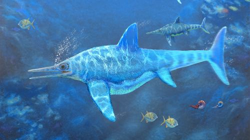Why Shark Embryos Gobble Each Other Up In Utero | Live Science