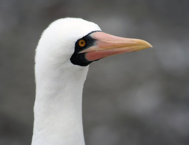 Booby Album: Images of Bullying Birds | Live Science