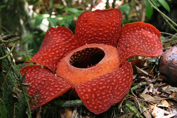 Naughty by Nature: The Most Disgusting and Deadly Flowers | Live Science