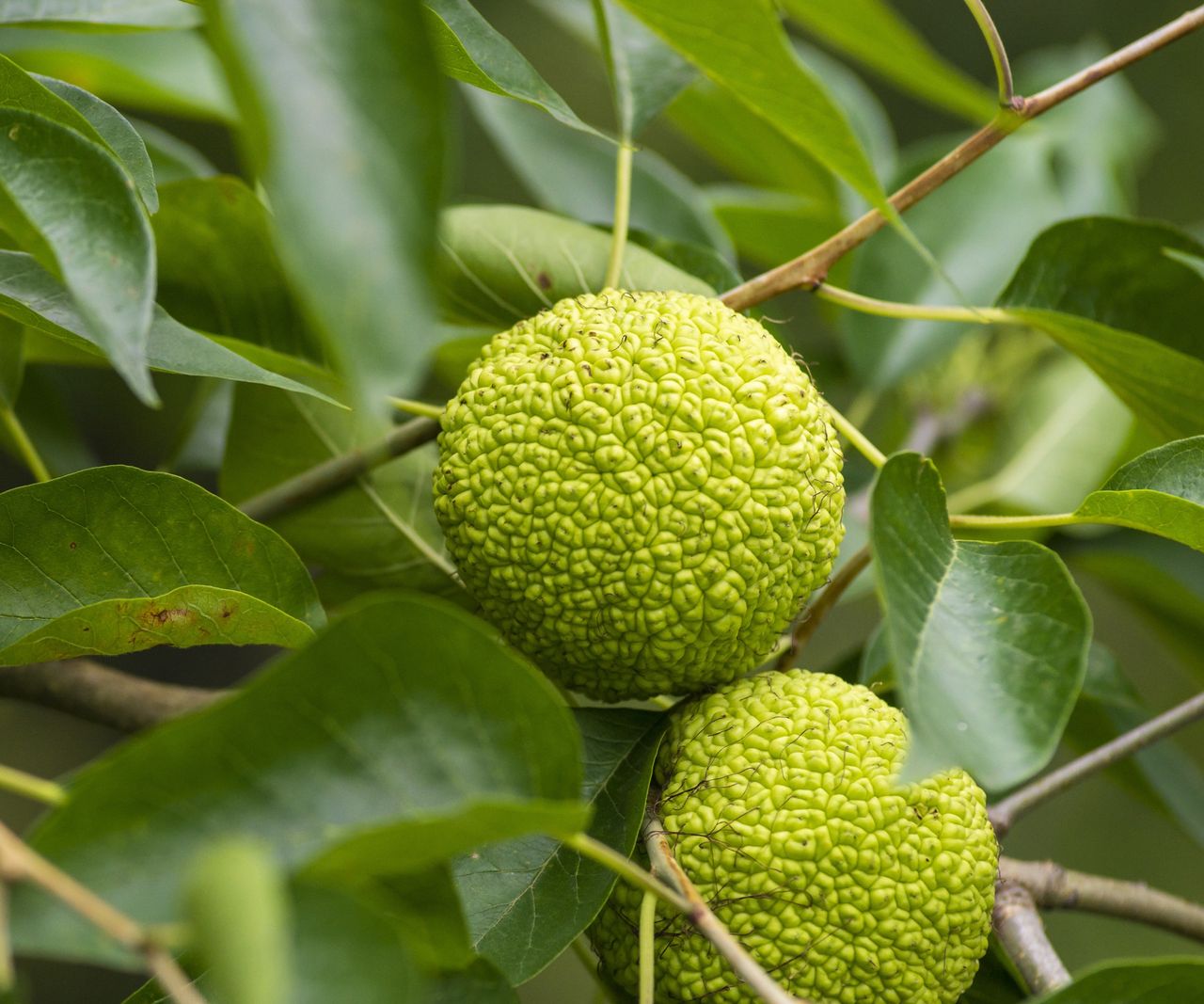 How to grow hedge apple trees: native tree expert advice | Homes and ...