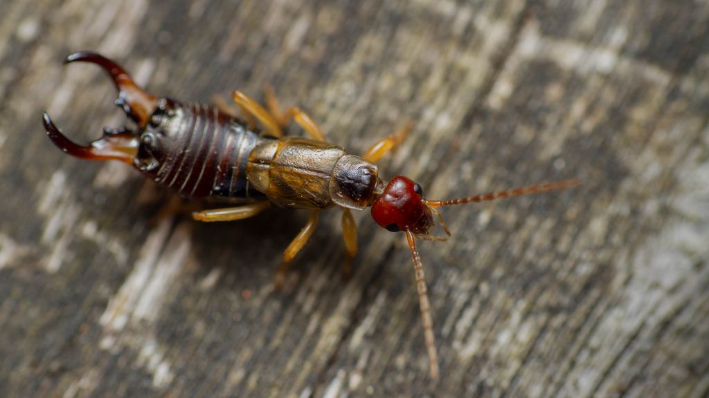9 ways to get rid of earwigs and keep them away from your home | Tom's ...