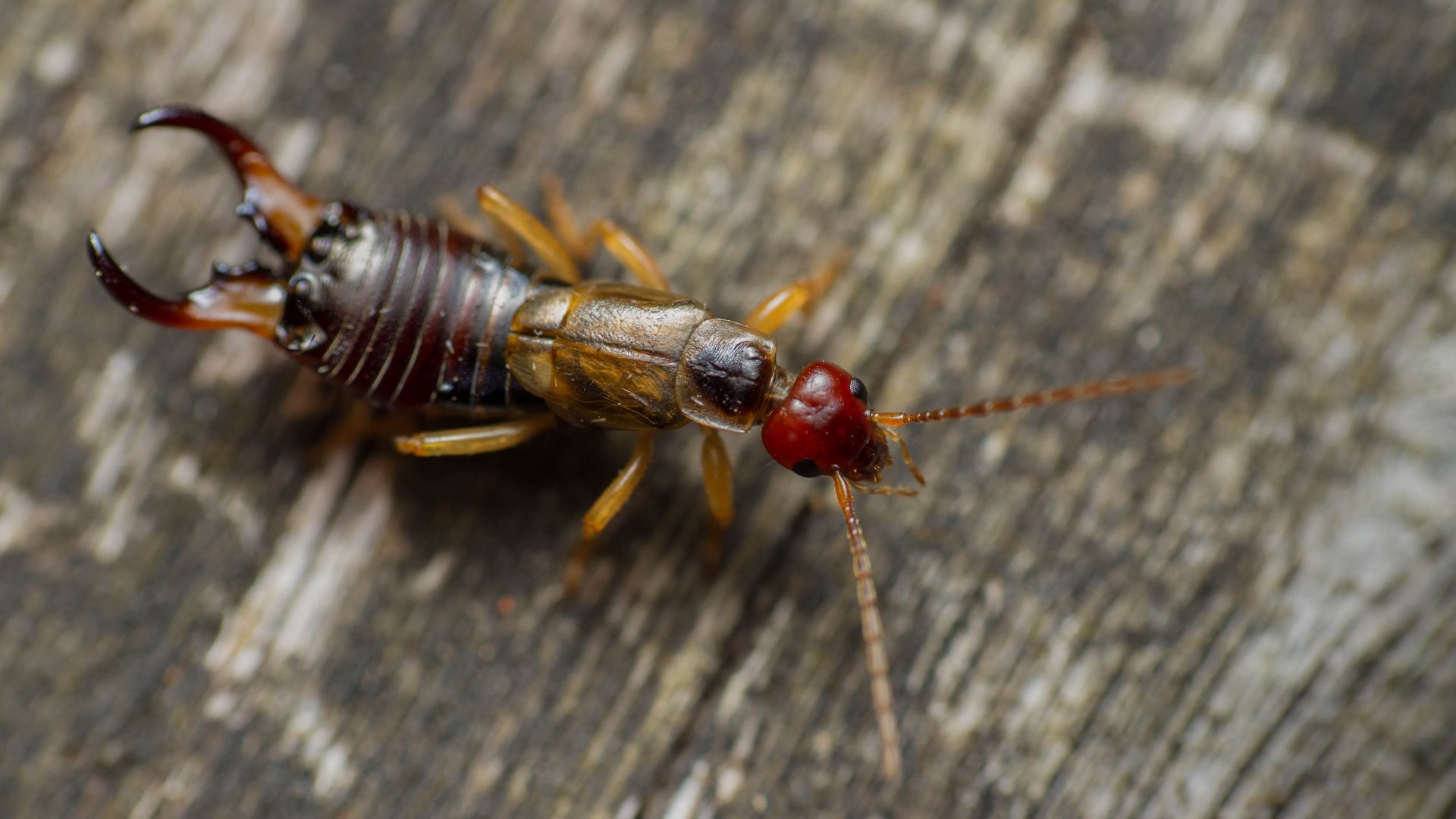 9 ways to get rid of earwigs and keep them away from your home | Tom's Guide