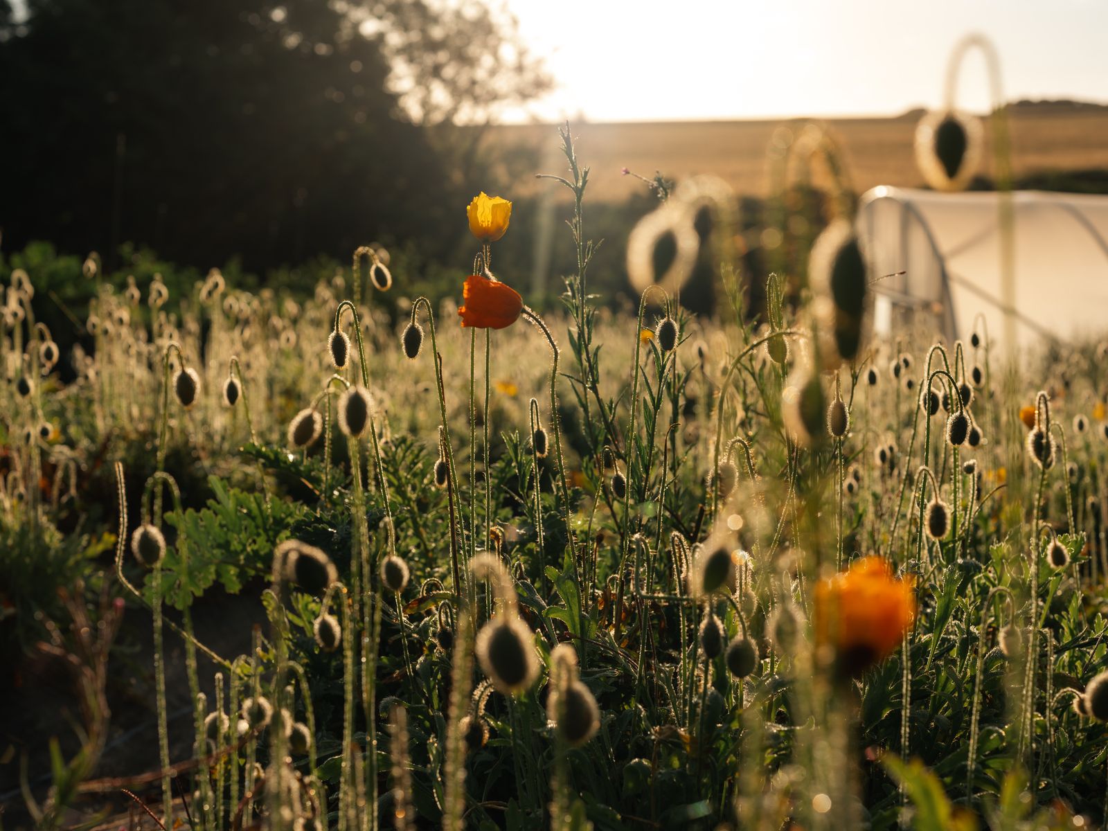 The young British flower farmers championing sustainable growing ...