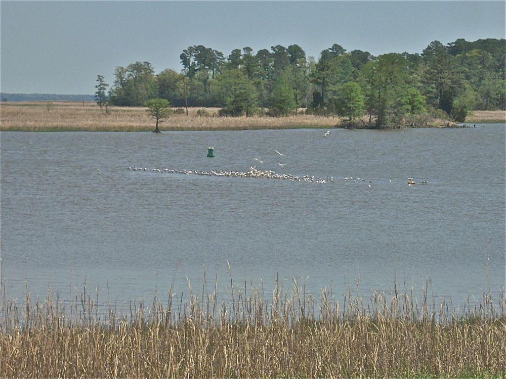 Photos: Spectacular saltwater marshes of the Eastern US | Live Science