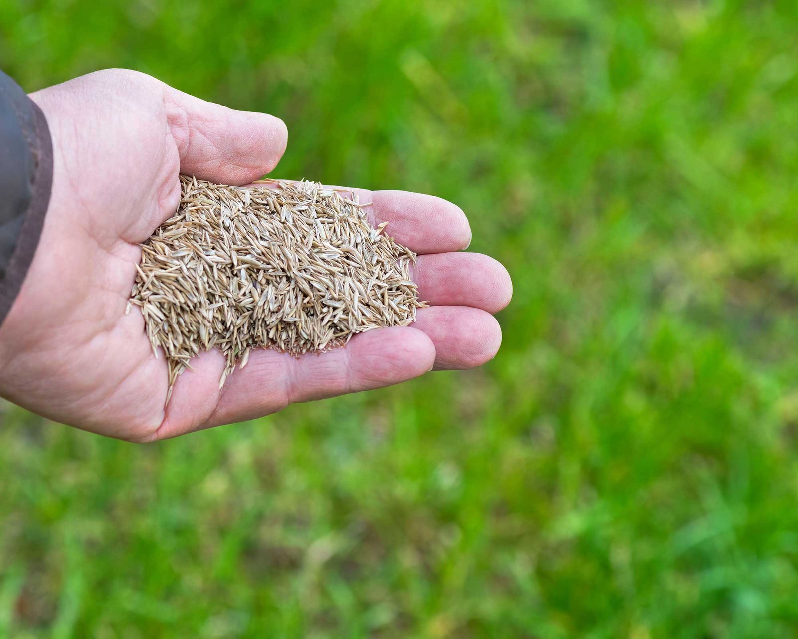 How to repair lawn patches with seed: simple steps for healthy grass ...