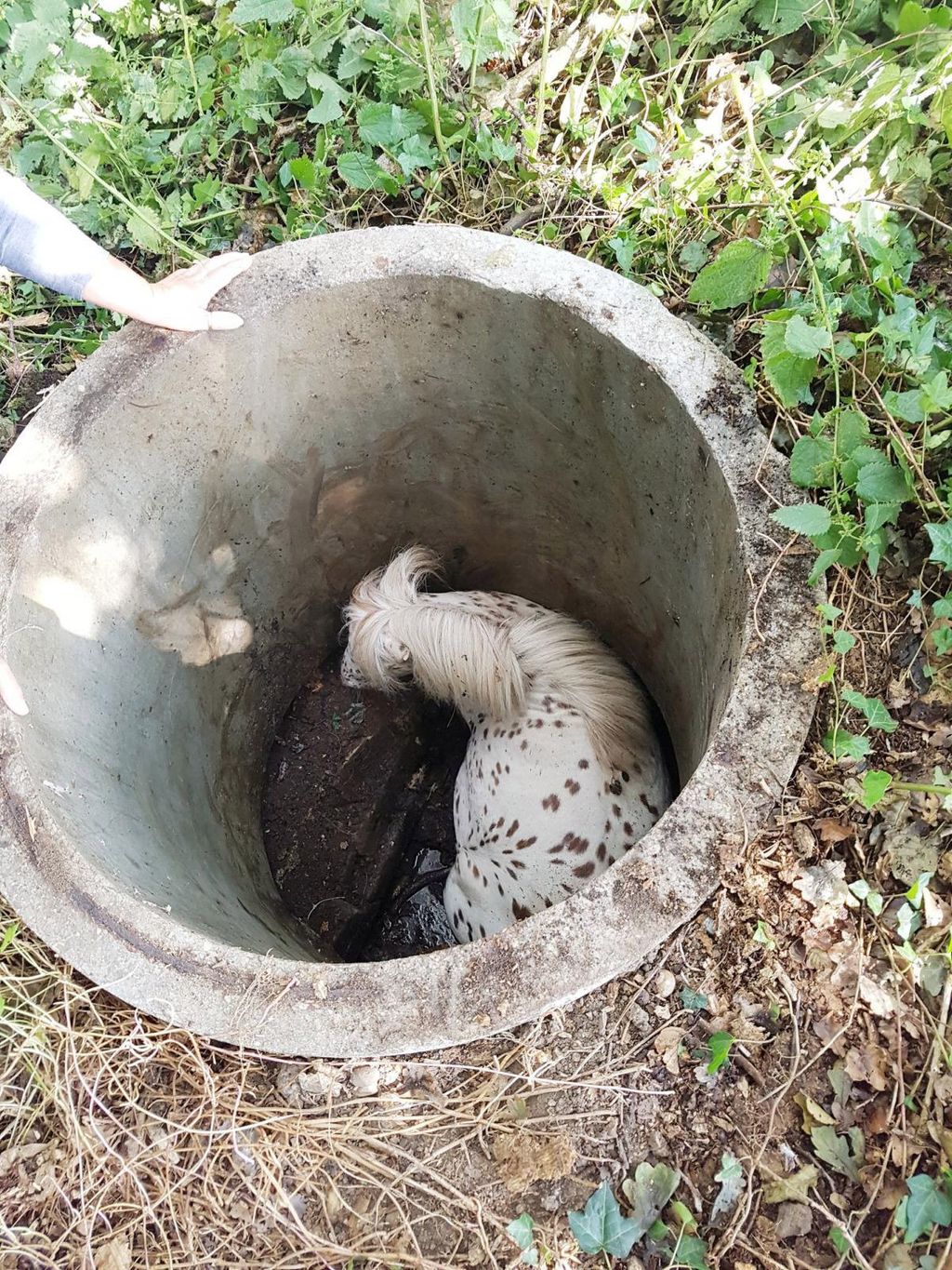 11 Times Animals Got Stuck in Things in 2019 | Live Science