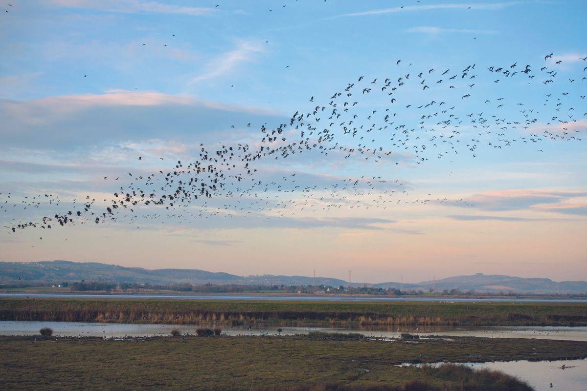 How to photograph flocks of birds | Digital Camera World