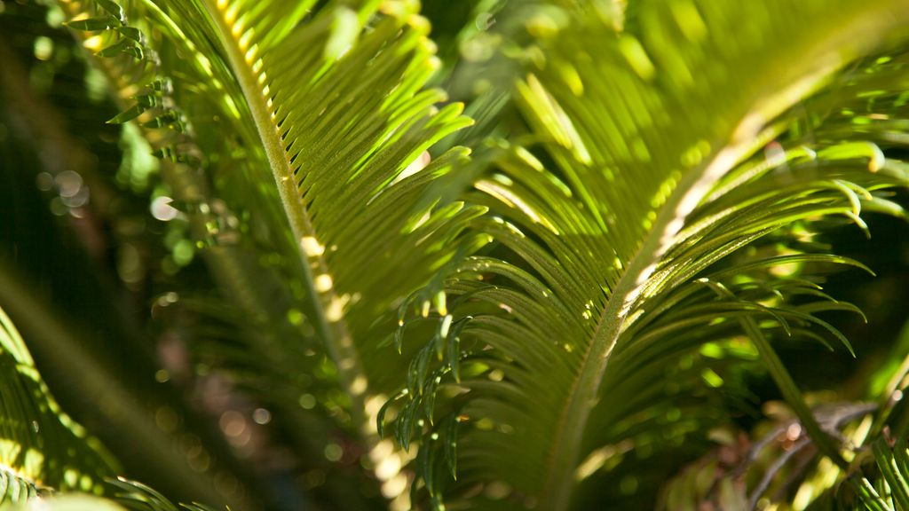 5 reasons why your sago palm is turning yellow, according to plant ...