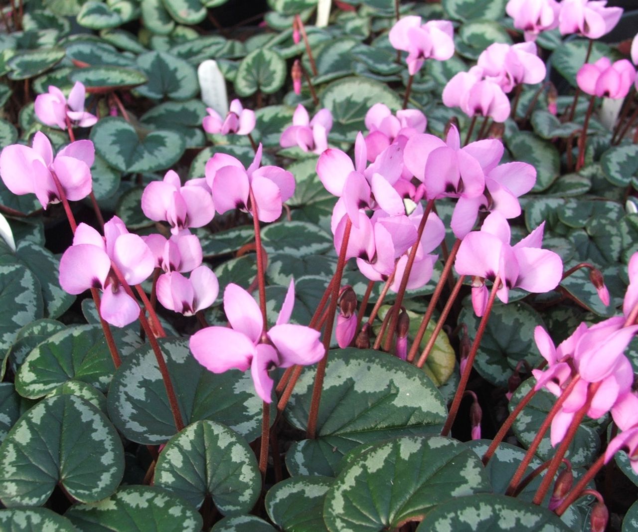 Types of cyclamen: 12 varieties for color in spring and fall | Homes ...