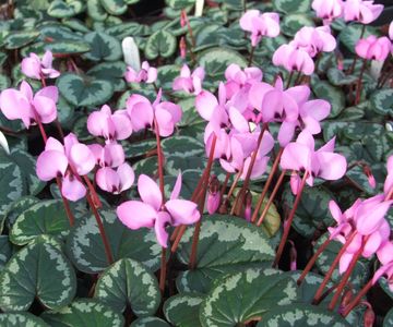 Types of cyclamen: 12 varieties for color in spring and fall | Homes ...