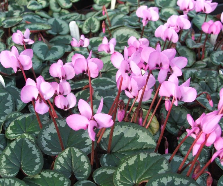 Types of cyclamen: 12 varieties for color in spring and fall | Homes ...
