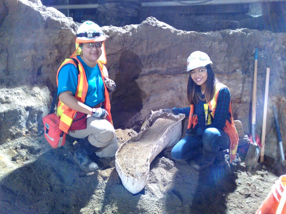 Ice Age Animal Bones Uncovered During LA Subway Excavation | Live Science