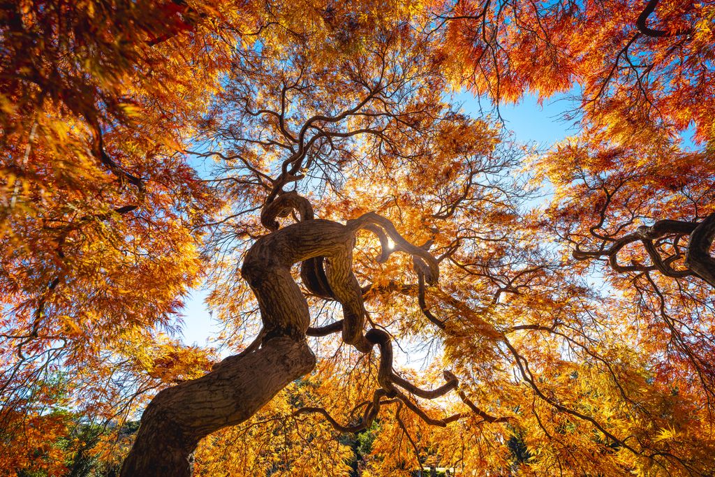 ‘The best time to plant a tree was 20 years ago; the second best time ...