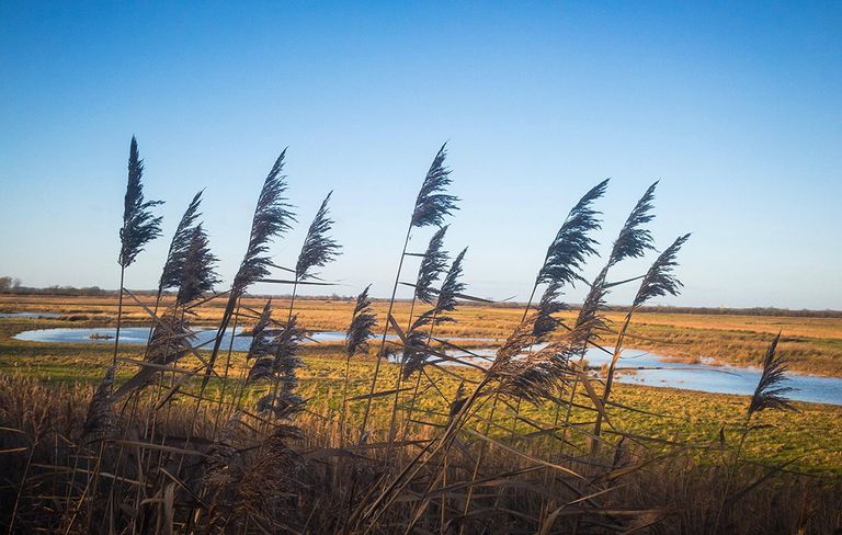 Otmoor, the majestic Oxfordshire landscape that inspired Lewis Carroll ...