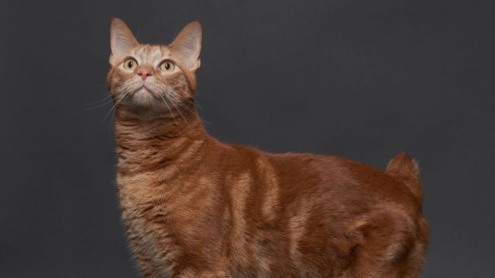 American Bobtail cat: Breed profile and information | PetsRadar