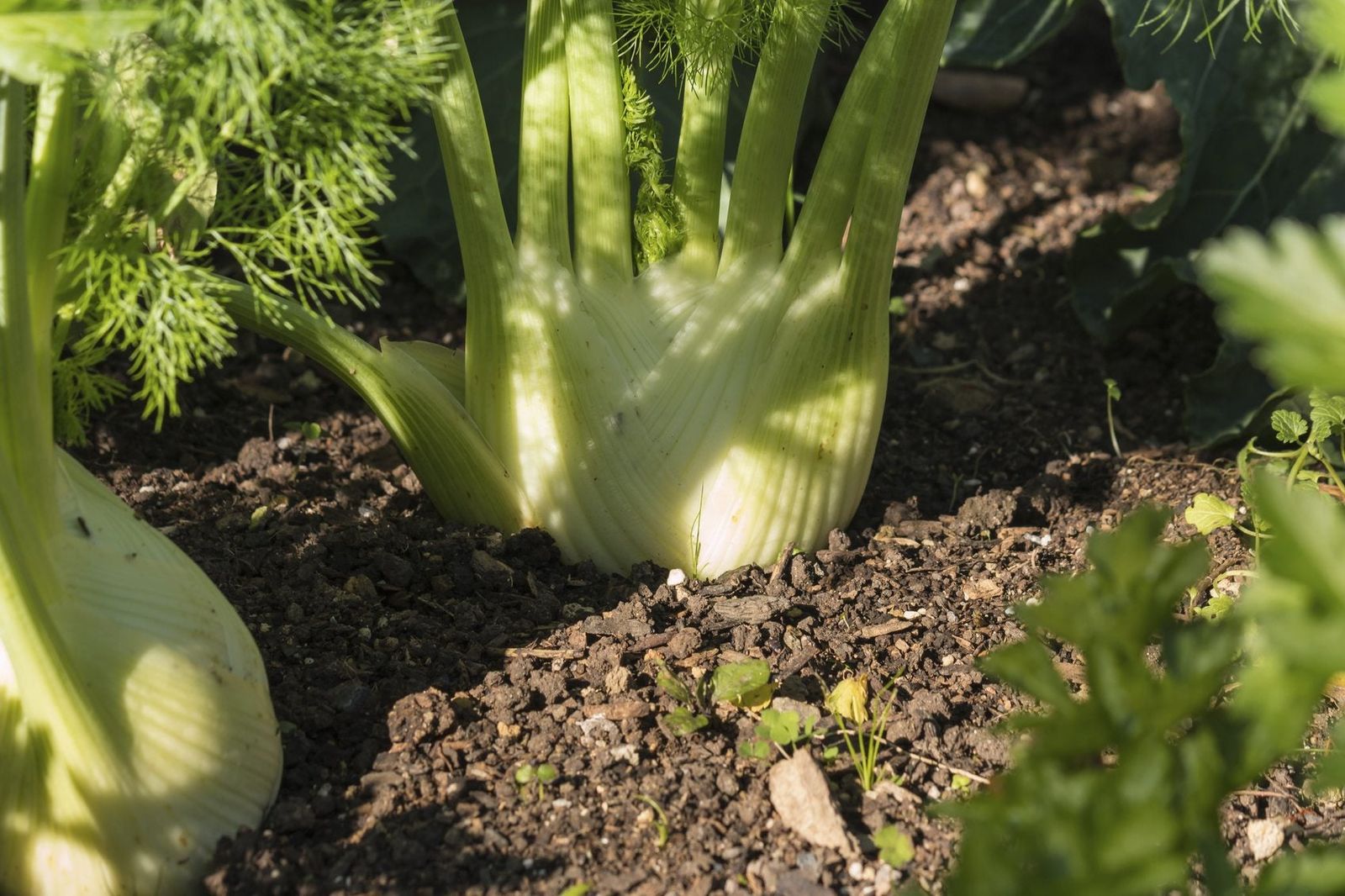 Fennel Not Producing Bulbs - How To Get Fennel To Form Bulbs ...