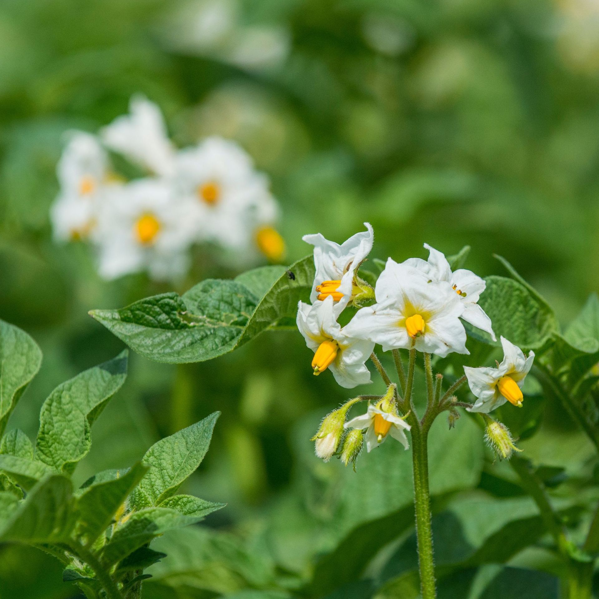 How long does it take to grow potatoes? | Ideal Home
