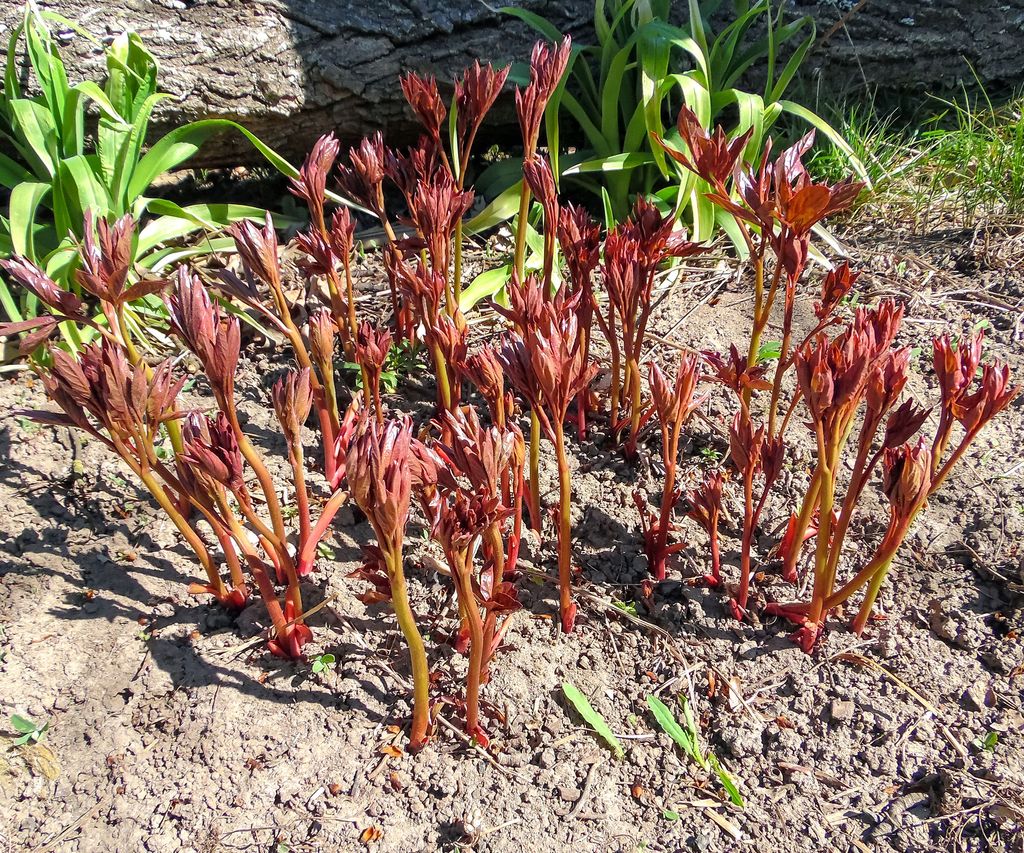 Why Fall Is The Best Time To Move Peonies And How To Do It | Gardening ...