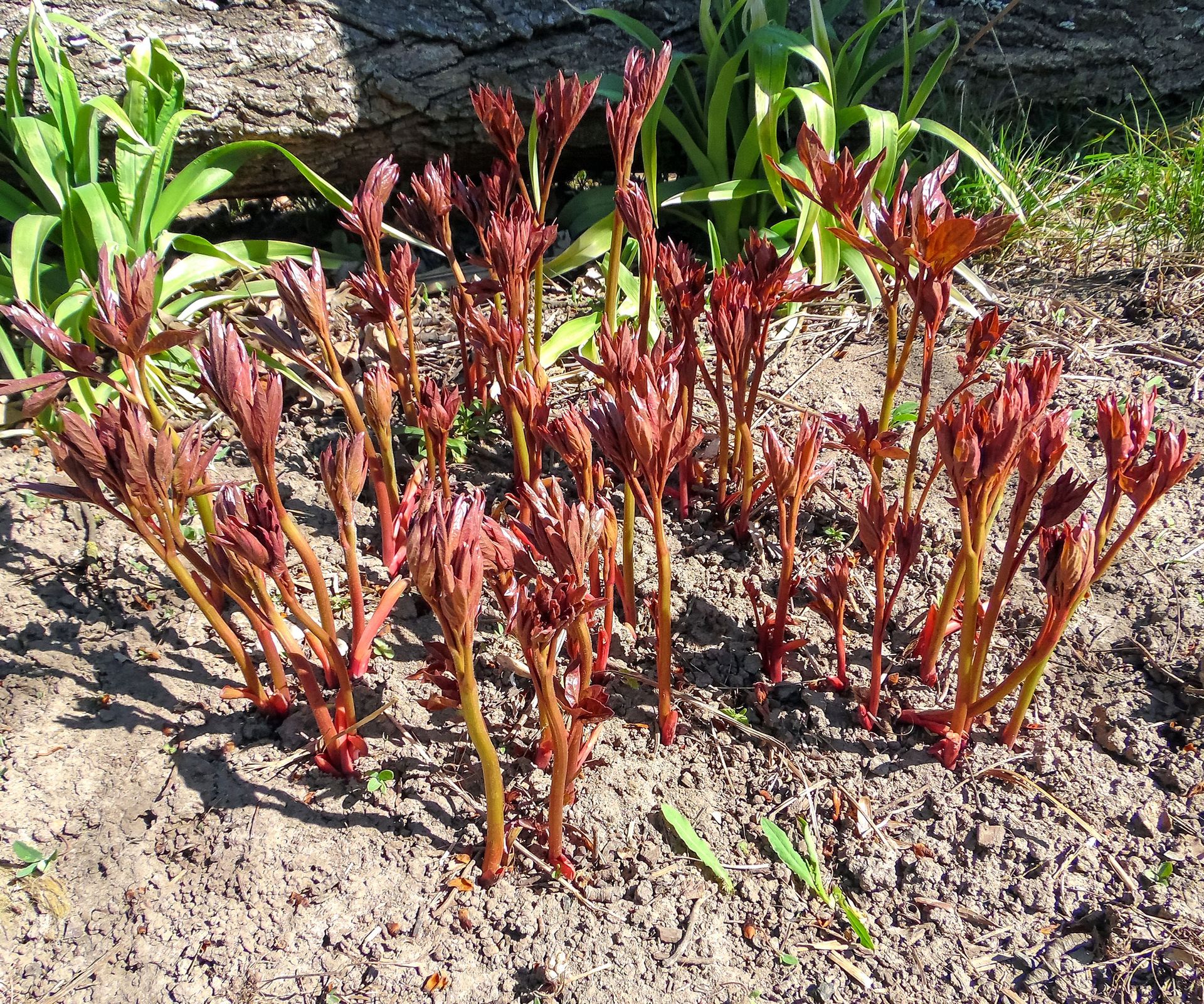 Why Fall Is The Best Time To Move Peonies And How To Do It | Gardening ...