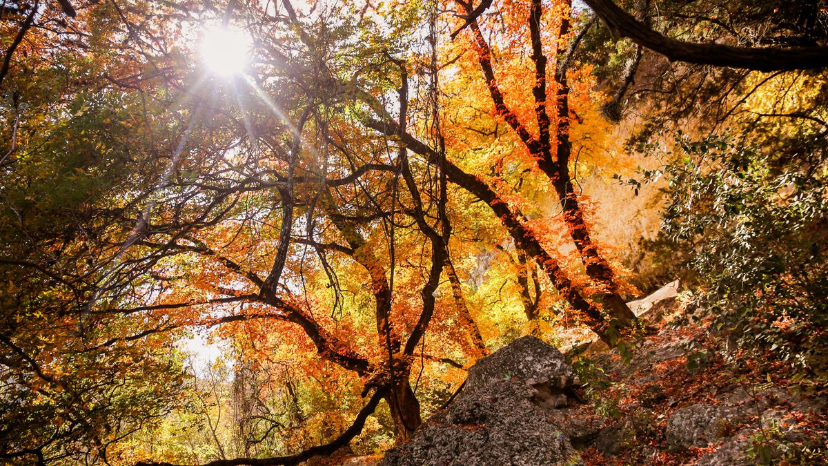 Where to stand in Texas to see 2 solar eclipses in under 6 months | Space