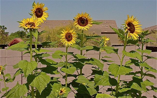 Sunflower Photos | Types of Sunflowers | Live Science