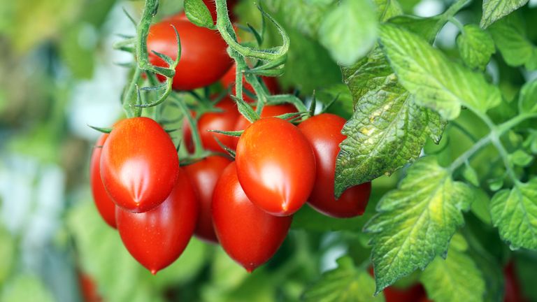 Best Determinate Tomatoes: Compact Varieties With Big Yields ...