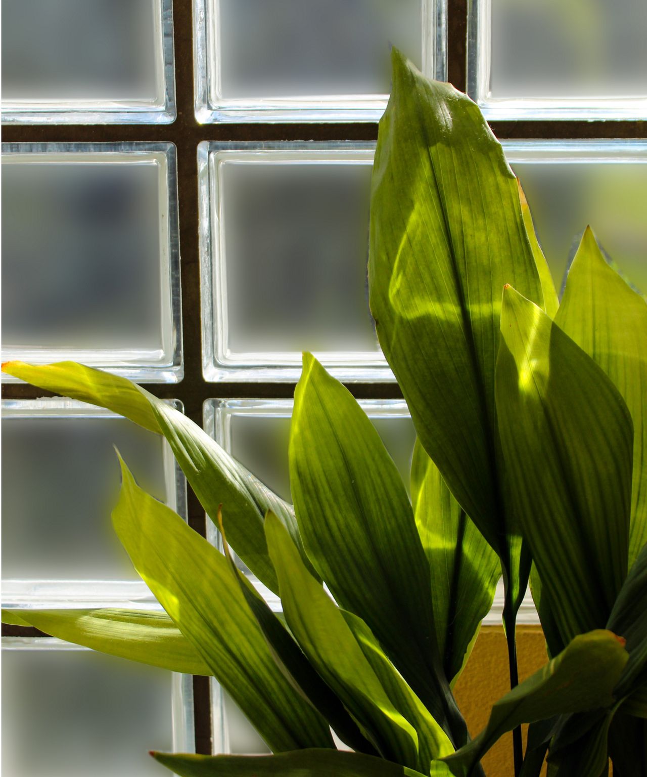 How to care for an aspidistra: 5 expert houseplant tips | Homes and Gardens