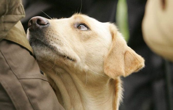 How to pick a Labrador puppy | Country Life