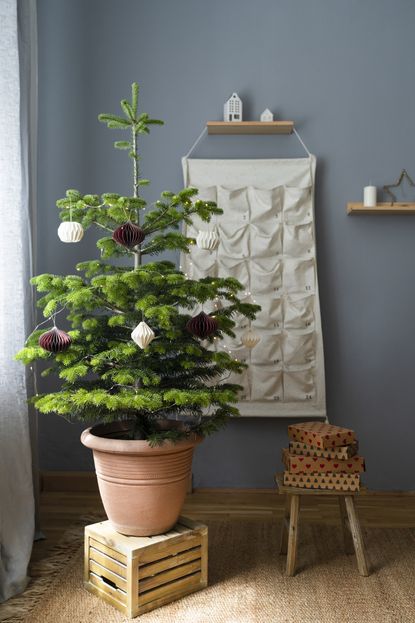 5 ways to revive a dying Christmas tree | Livingetc
