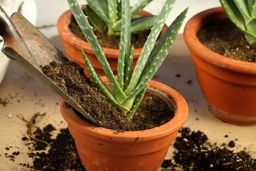 How to grow and care for Aloe vera plants: indoors and out | Real Homes