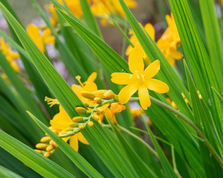 Yellow flowers: 16 pretty picks for your backyard | Gardeningetc