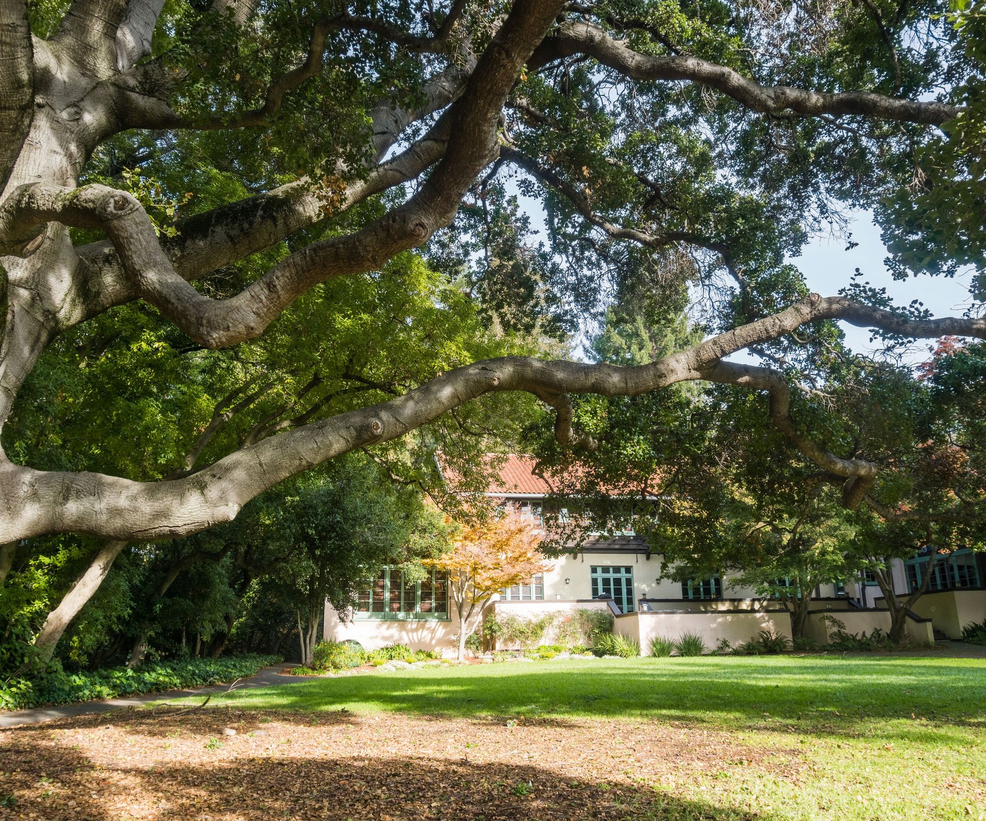 Trees to avoid planting close to a house: 8 varieties | Homes and Gardens