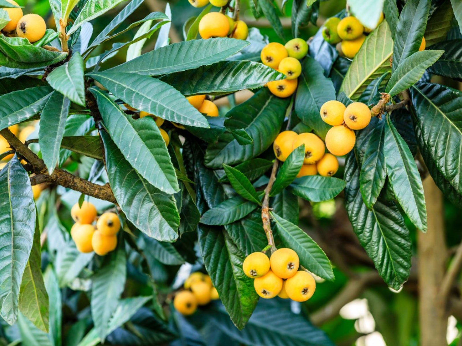 Loquat Tree Information - Growing And Caring For A Loquat Tree ...