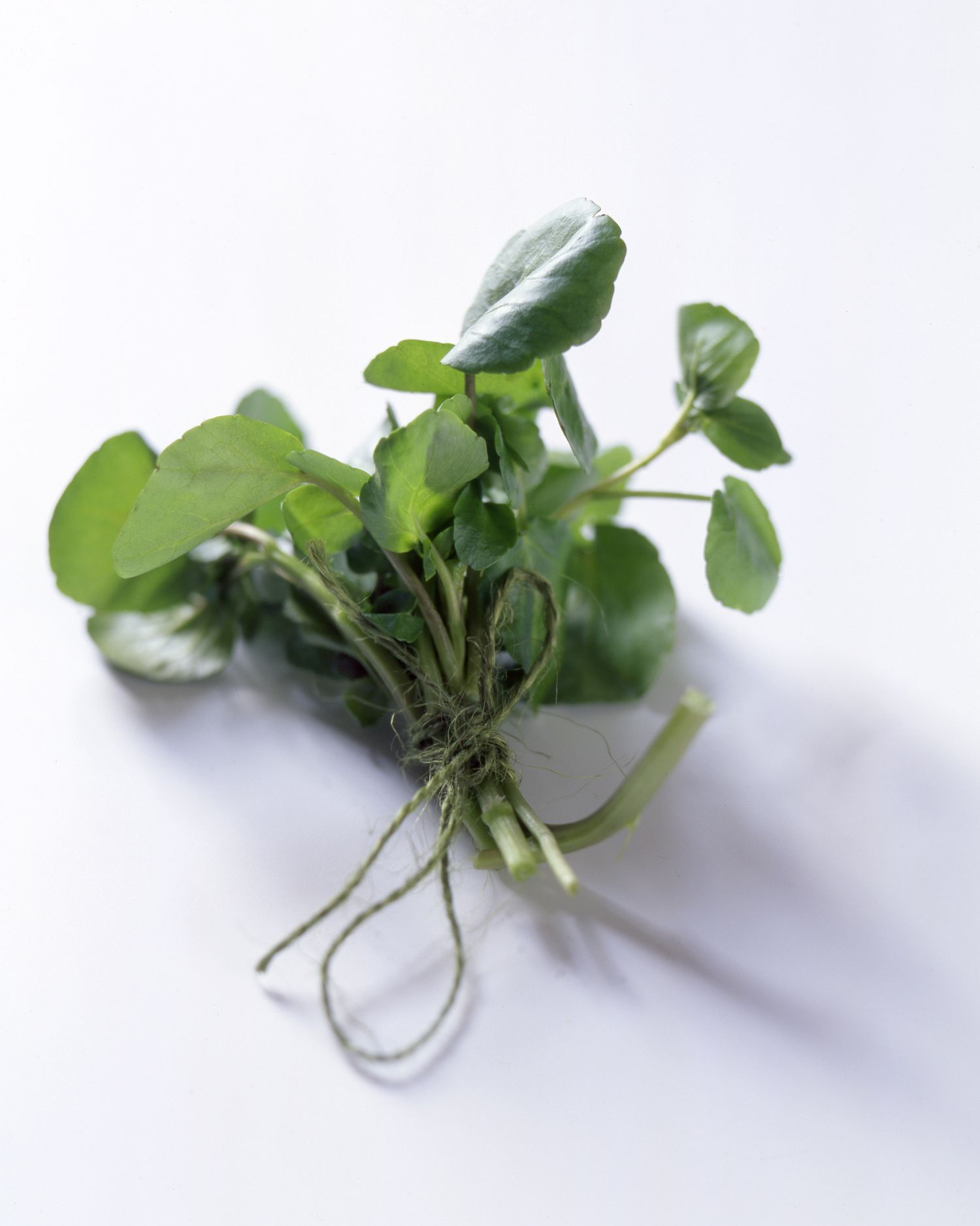 how to grow watercress at home | Homes and Gardens