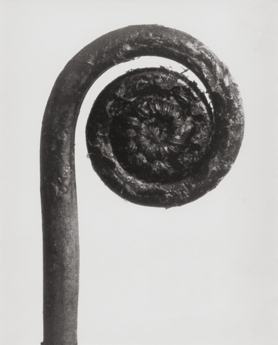 Plant Photos: Amazing Botanical Shots by Karl Blossfeldt | Live Science