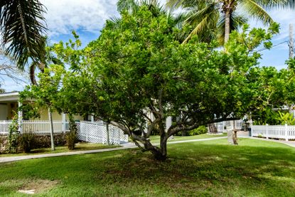 Best trees for front yards - 8 picks for curb appeal | Livingetc