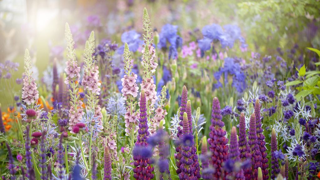 What are biennials? Our guide to these easy-to-grow plants | Homes and ...