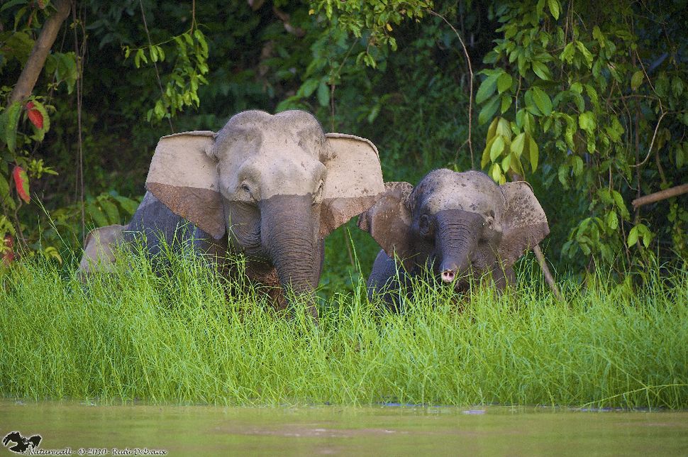 Gallery: Mystery of the Pygmy Elephants of Borneo | Live Science