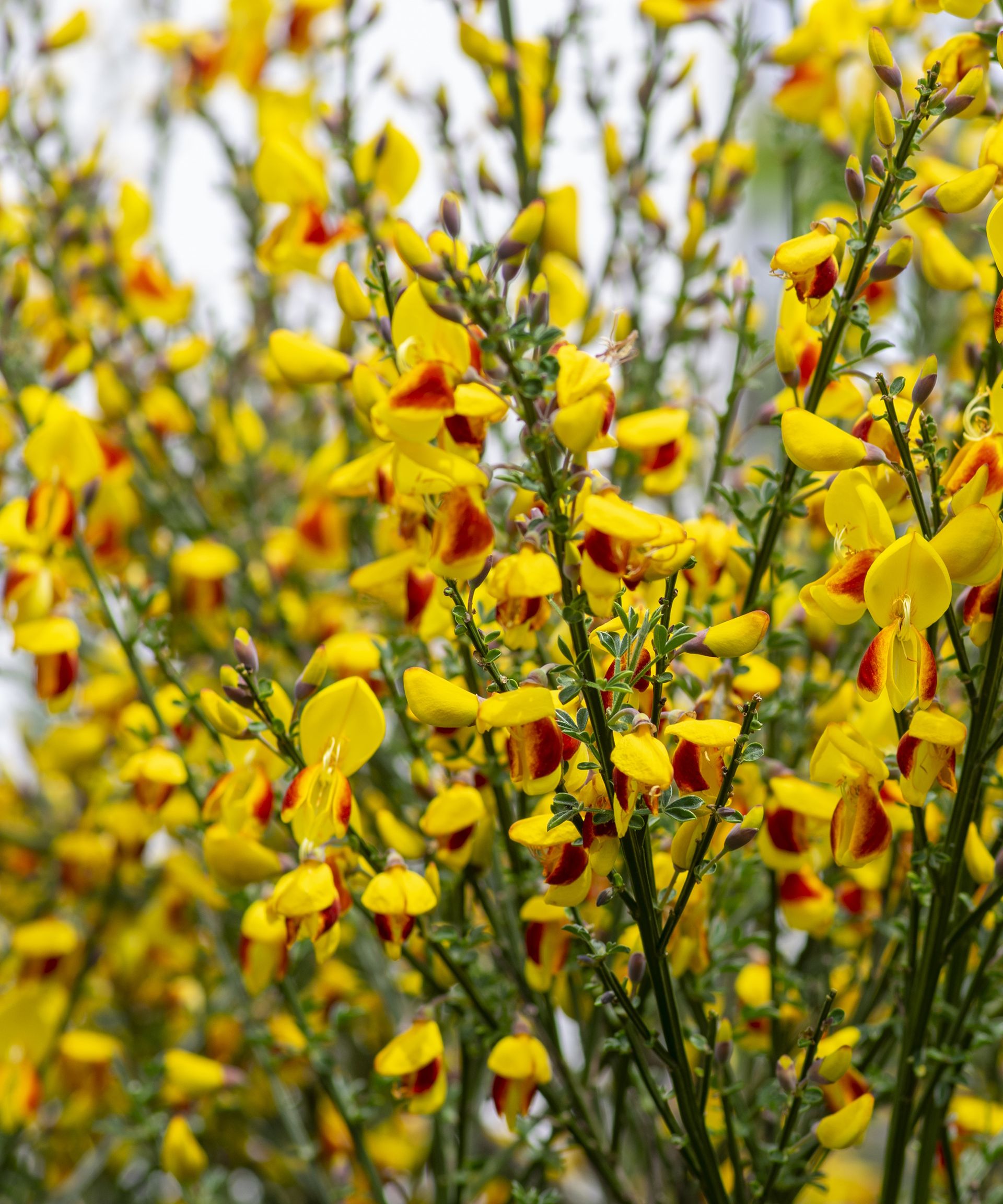 How to grow Cytisus and Genista, commonly known as broom plant | Homes ...