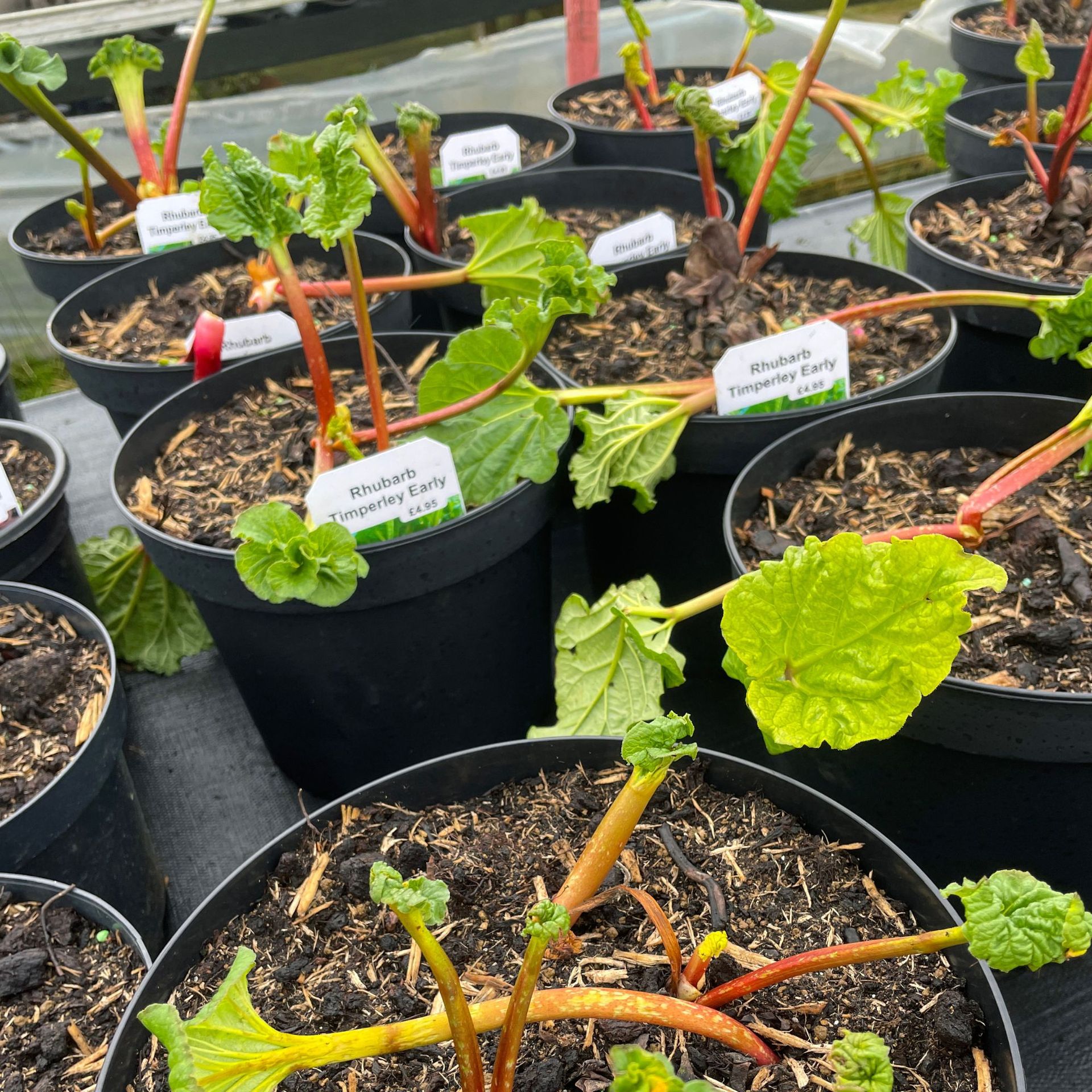 How to grow rhubarb in pots – an expert GYO guide | Ideal Home