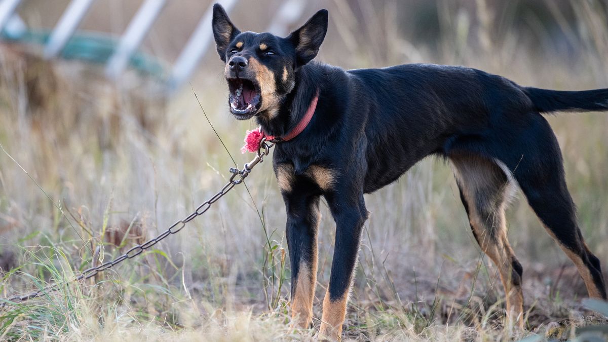 Signs of aggression in dogs: 12 body cues to be aware of | PetsRadar