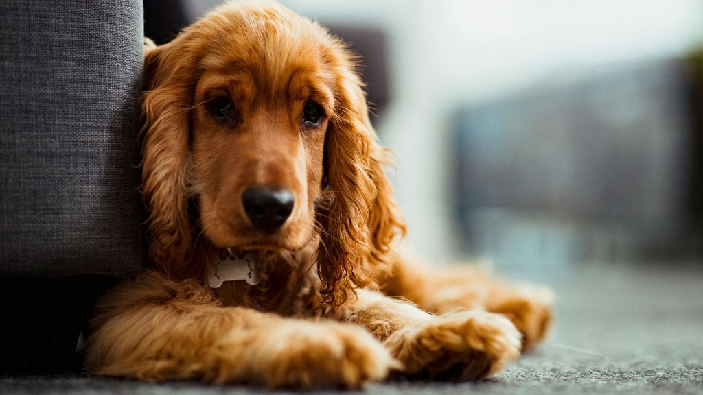 32 common dog diseases to keep an eye out for | PetsRadar