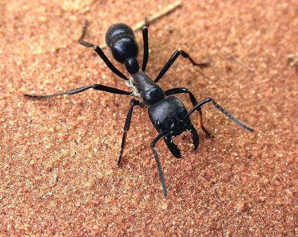 Image Gallery: Ants of the World | Live Science